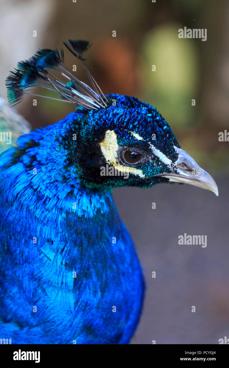 A Common Peacock, Pavo Cristatus, at Paignton Zoo, in Devon, England ...