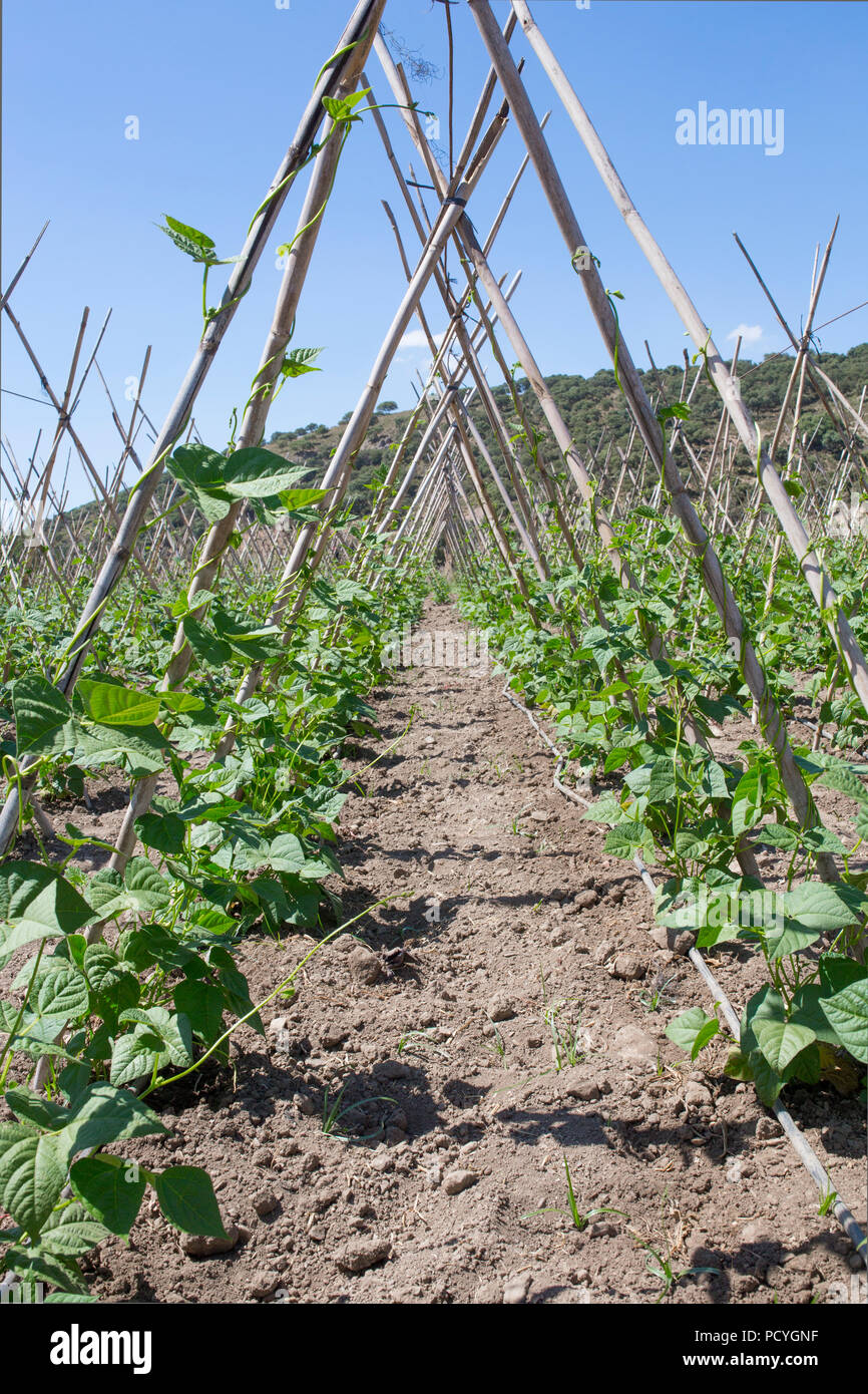 Climbing beans cane hi-res stock photography and images - Alamy
