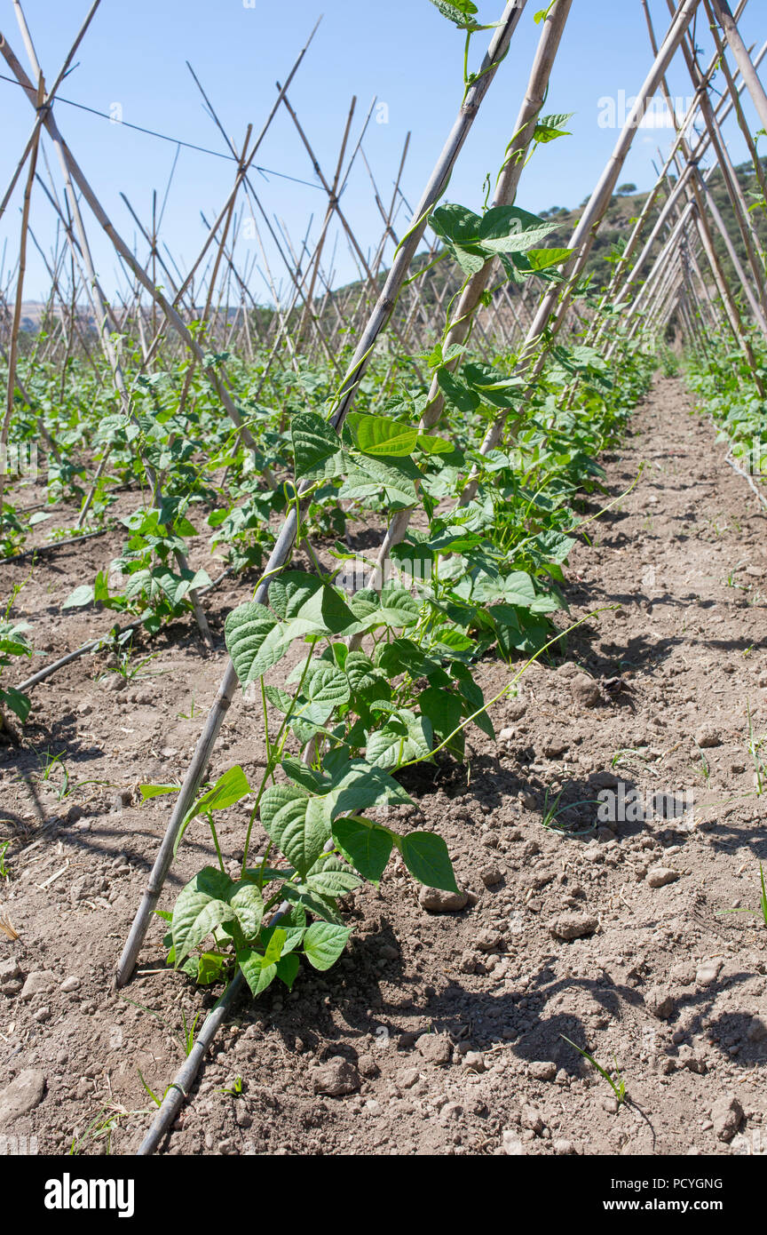 Rows of runner beans with supporting canes and protective ceiling ...