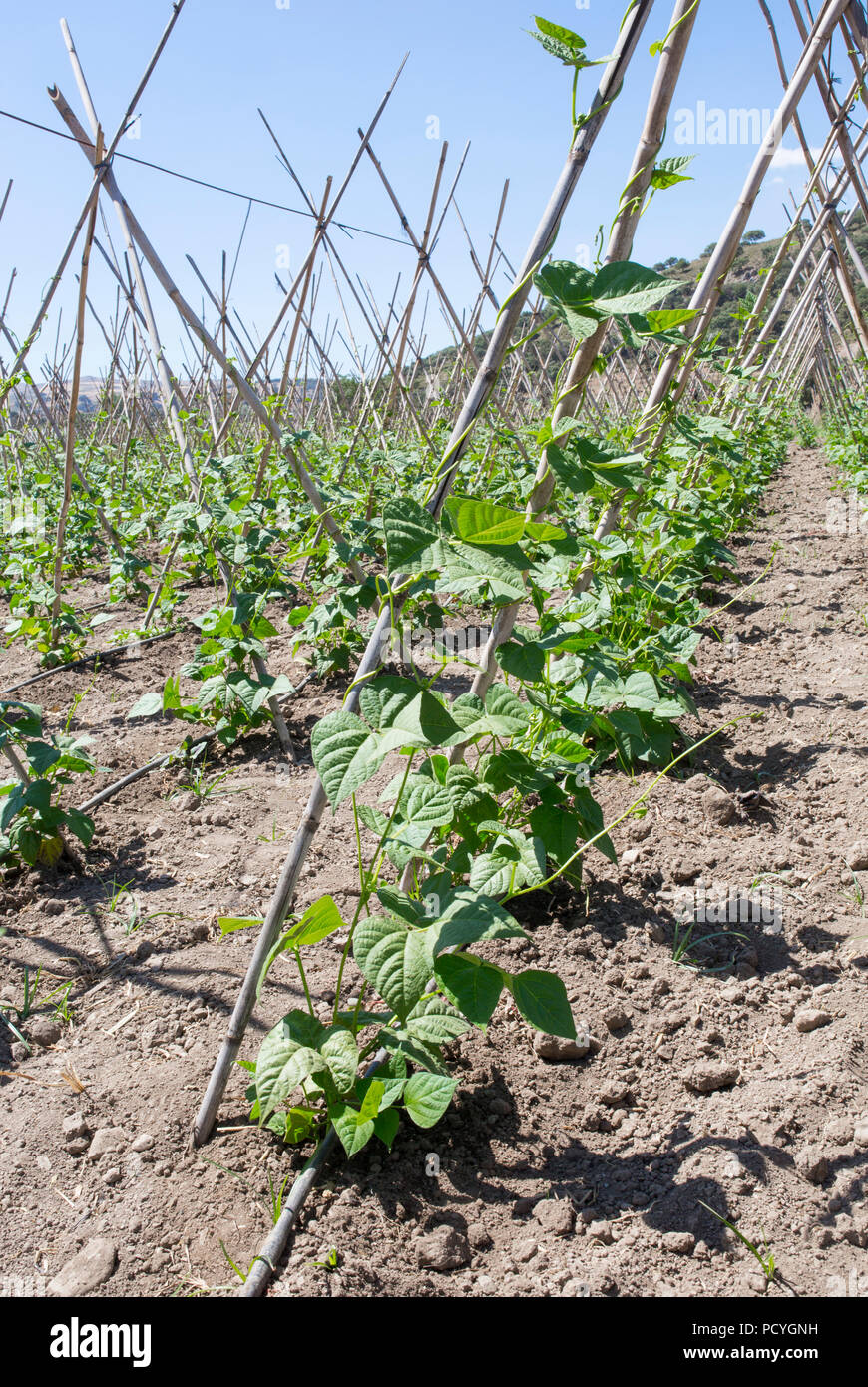Twisted willow hi-res stock photography and images - Alamy
