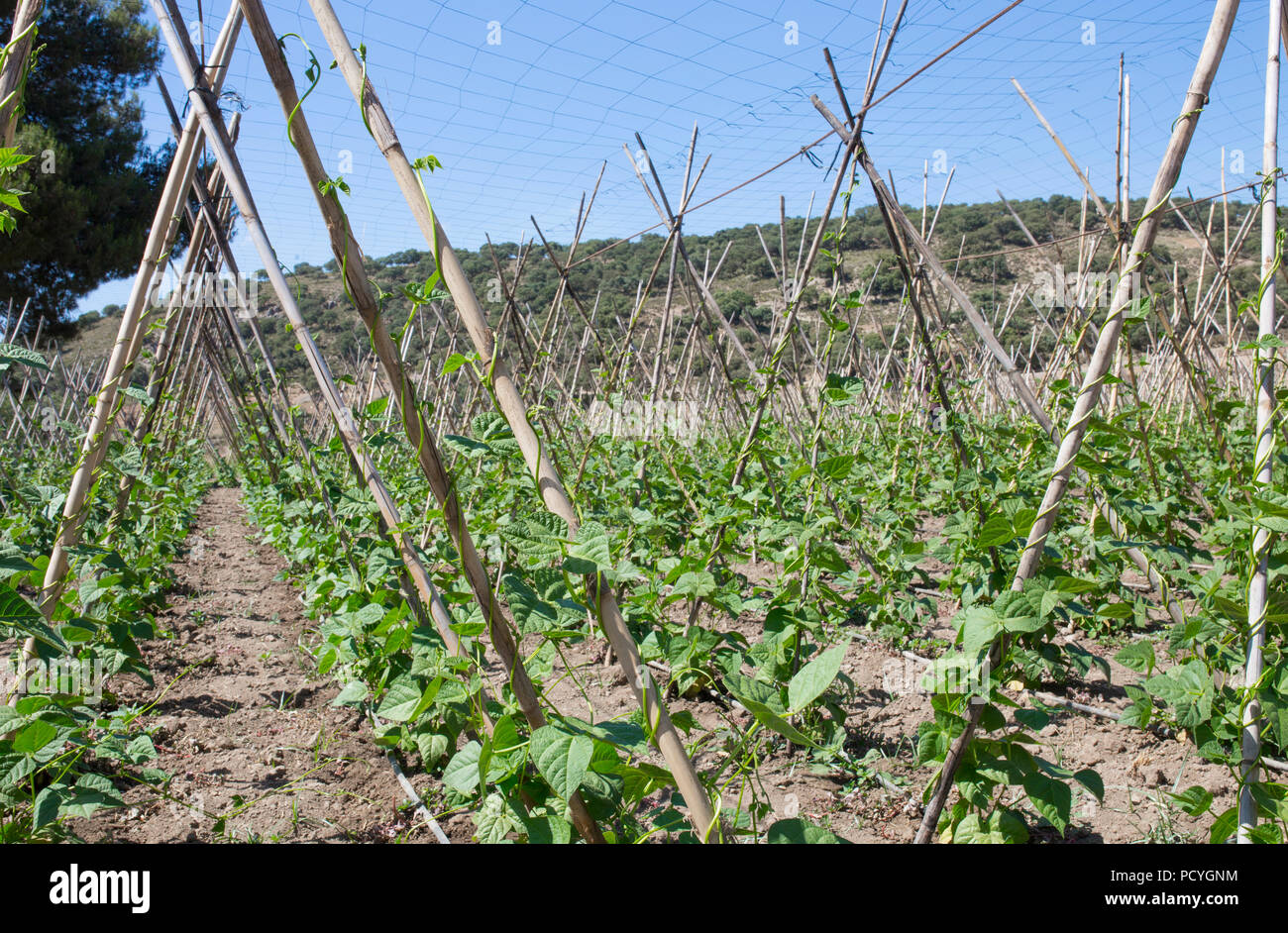 Watering runner beans summer hi-res stock photography and images - Alamy