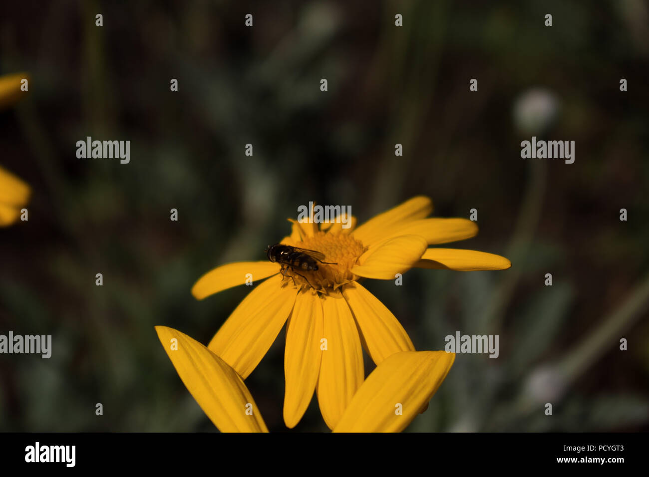 Australian Gumtree Orange Flowers High Resolution Stock Photography and ...