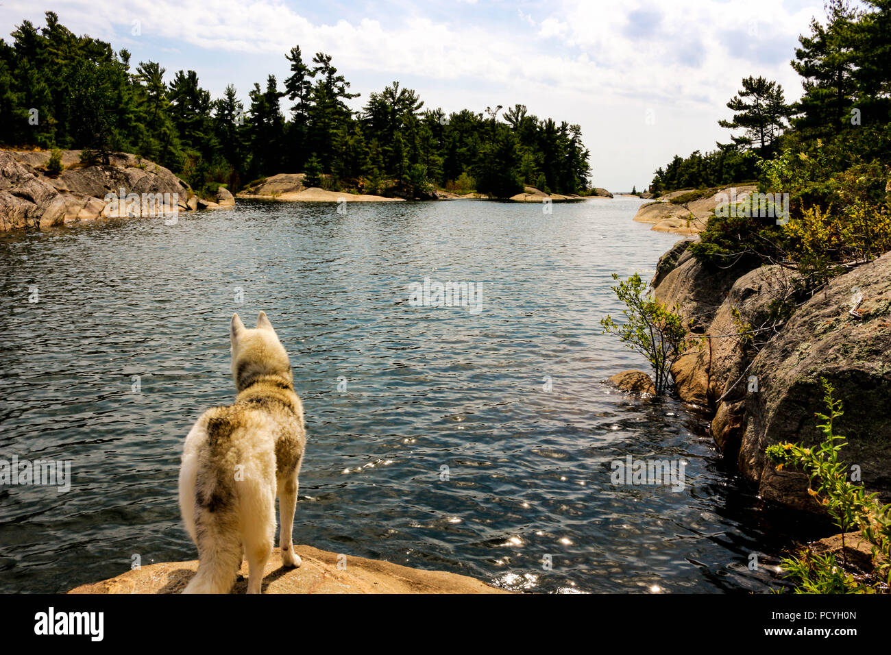 Siberian Husky on the shores of lake looking very majestic Stock Photo ...