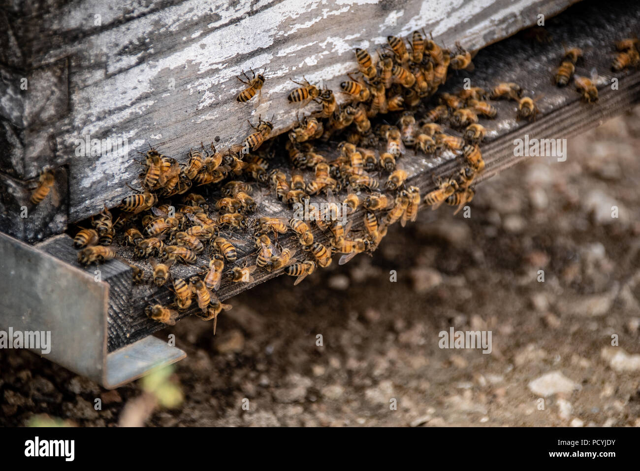 Moving Bees High Resolution Stock Photography and Images - Alamy
