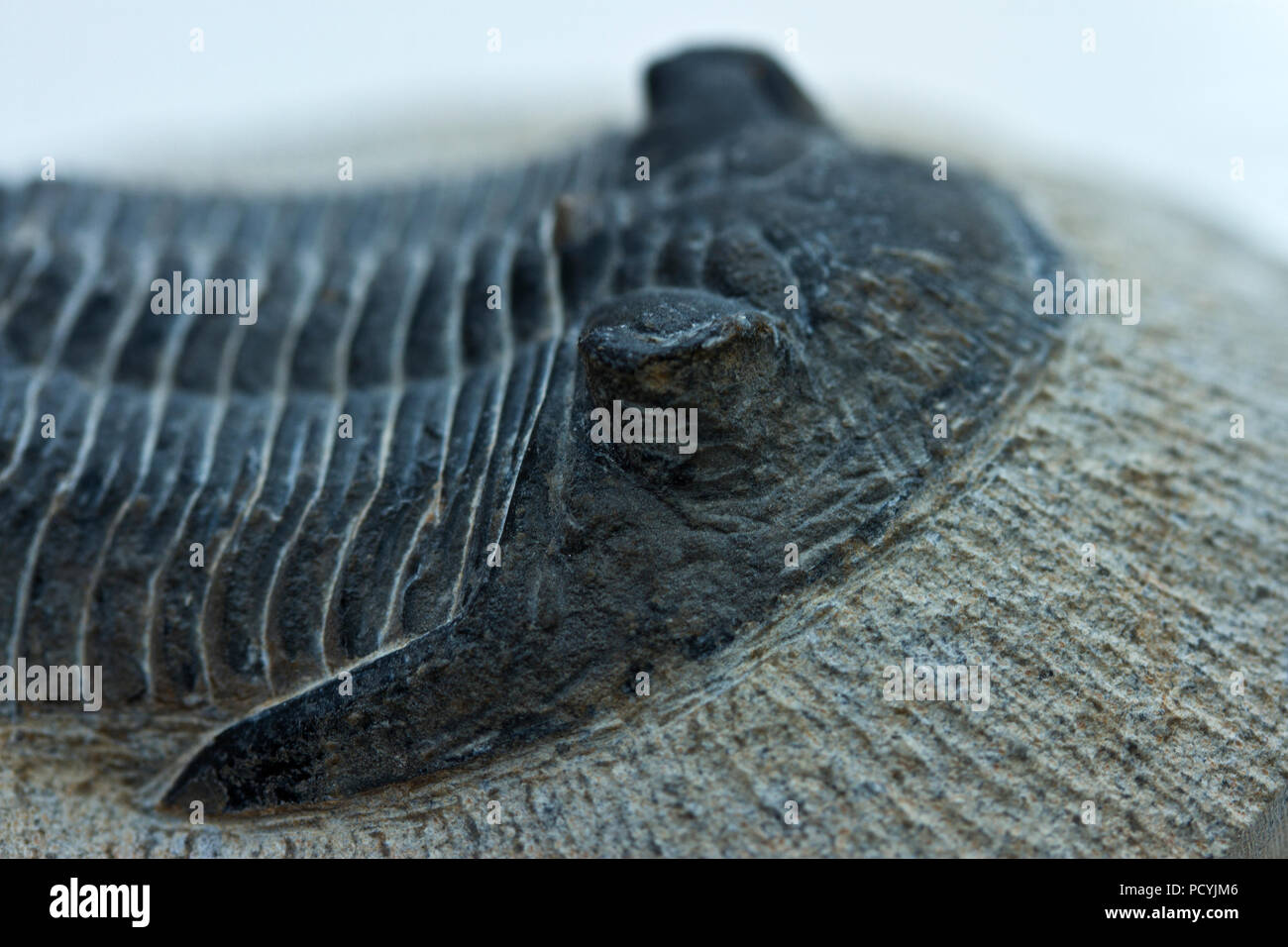 A close-up of the unique compound eyes of an extinct Trilobite Stock ...
