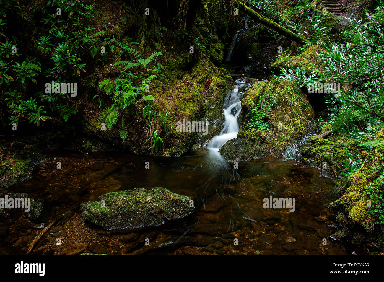 Puck's Glen Waterfalls, Argyll Forest Park, Scotland Stock Photo - Alamy