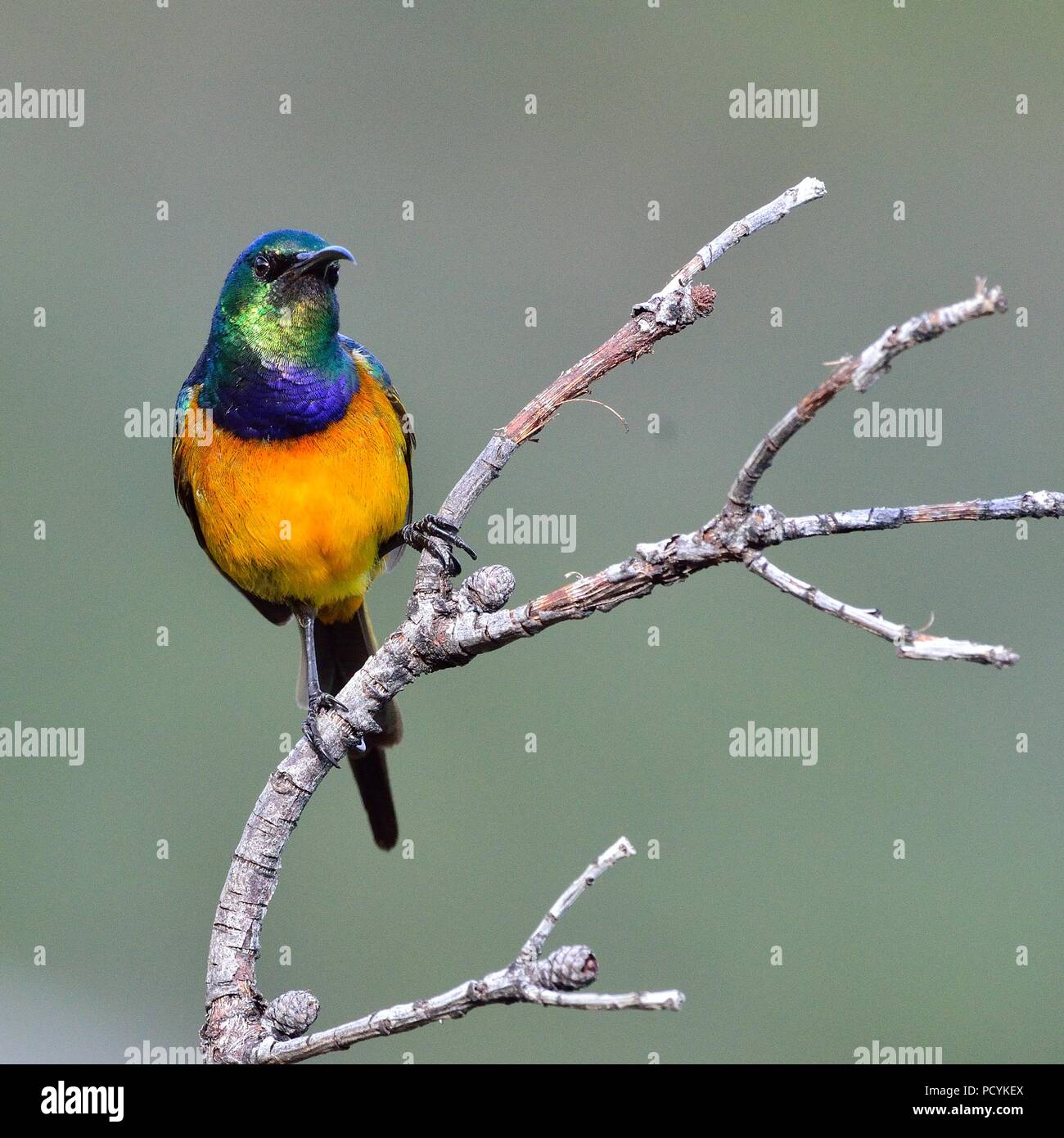 Orange Breasted Sunbird High Resolution Stock Photography and Images ...