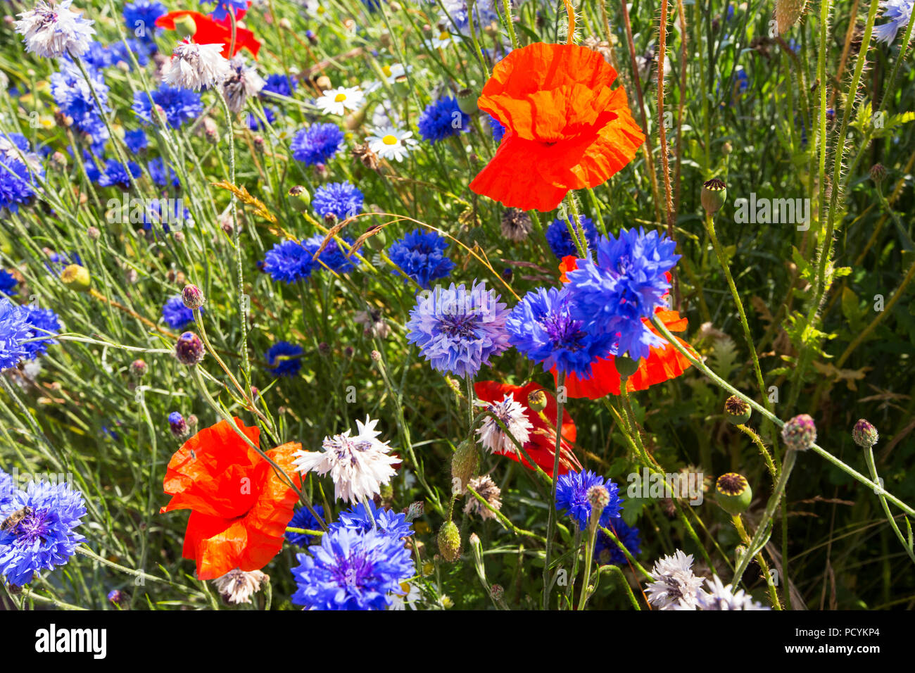 Cornflowers, Centaurea cyanus and poppies on a roadside verge in ...