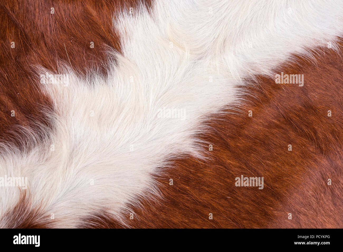 Brown and white cow hide High Resolution Stock Photography and Images ...