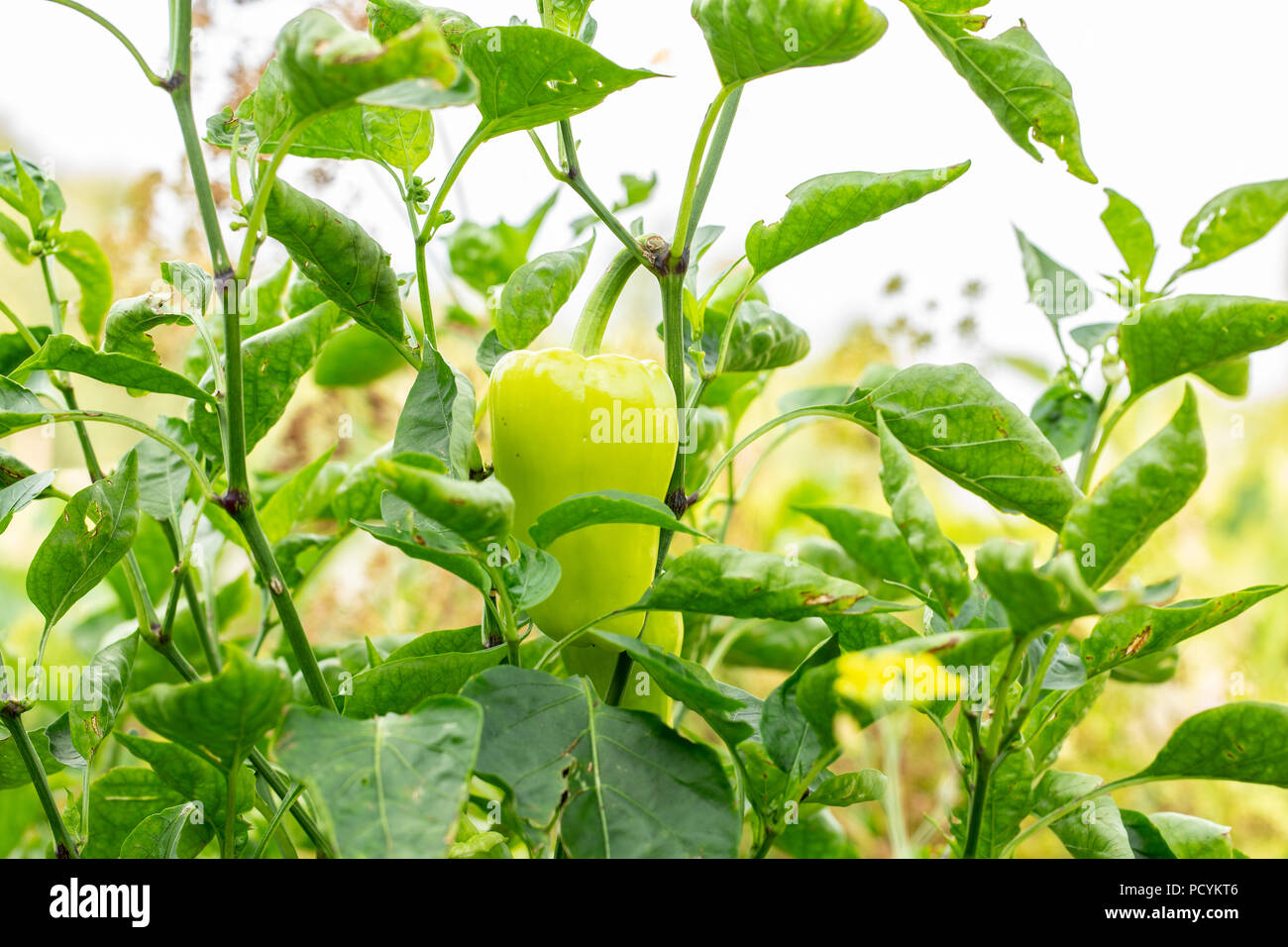 Closeup of ripening peppers in the organic pepper plantation.Fresh ...