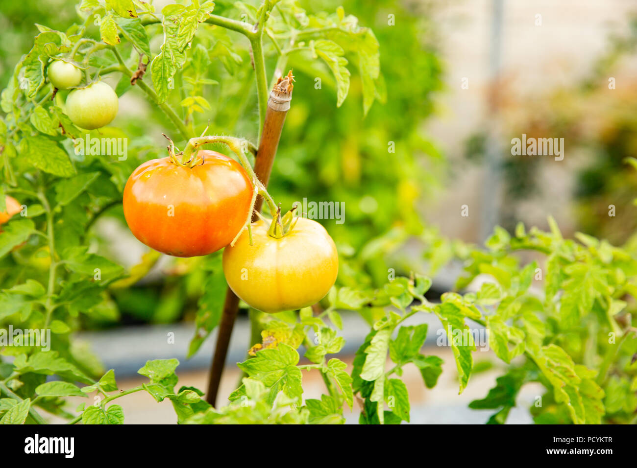 Tomato will sing on a branch. farming Stock Photo - Alamy