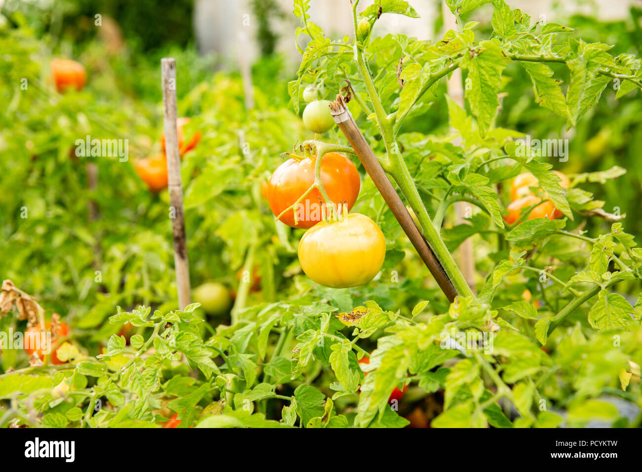 Tomato will sing on a branch. farming Stock Photo - Alamy