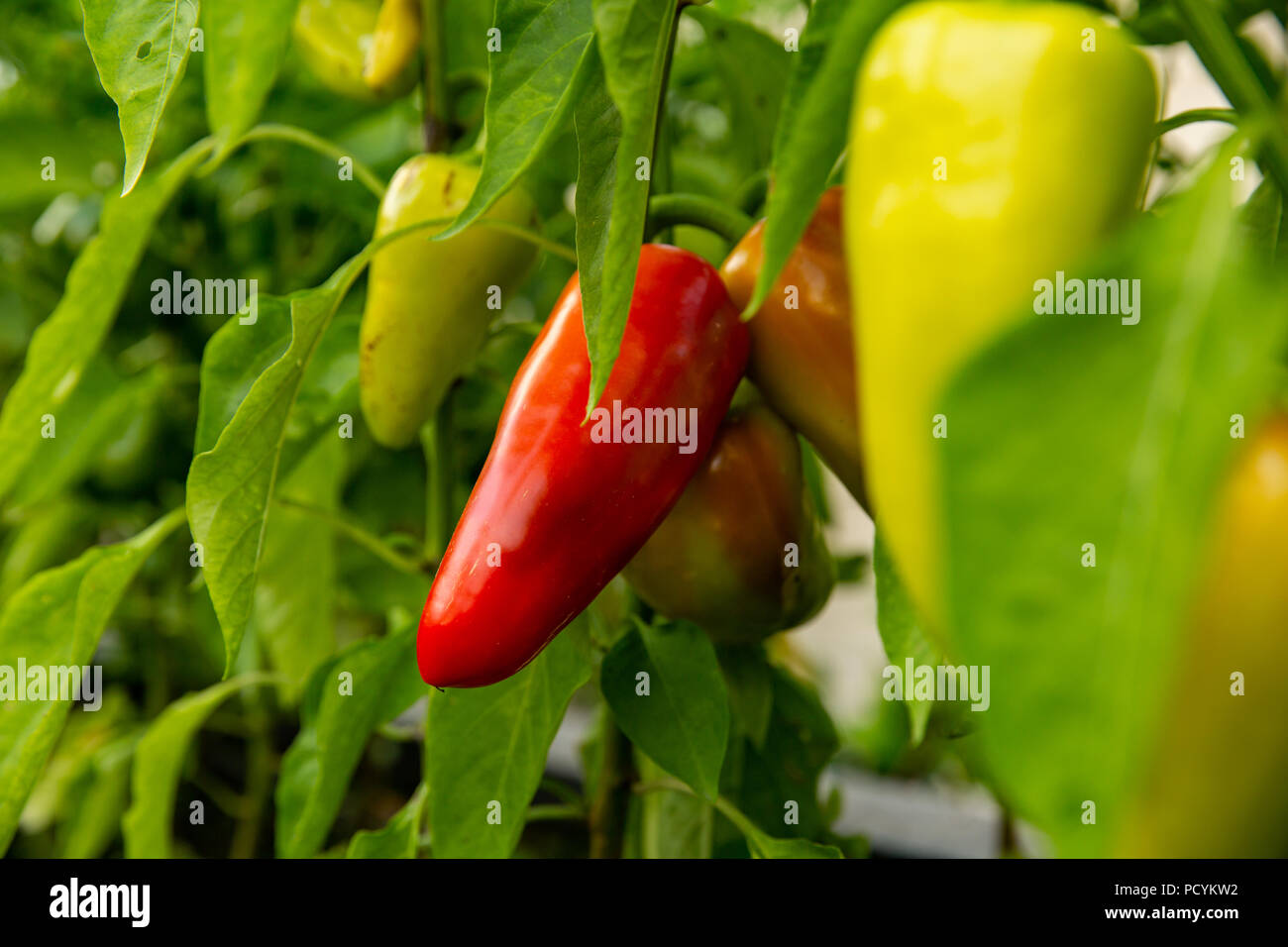 Closeup of ripening peppers in the organic pepper plantation.Fresh ...