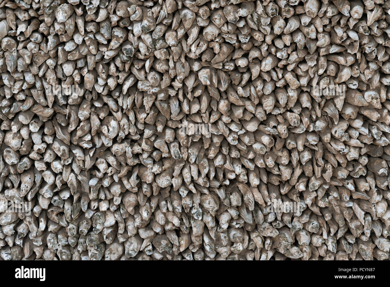 wall made of oyster shells as background and texture Stock Photo - Alamy
