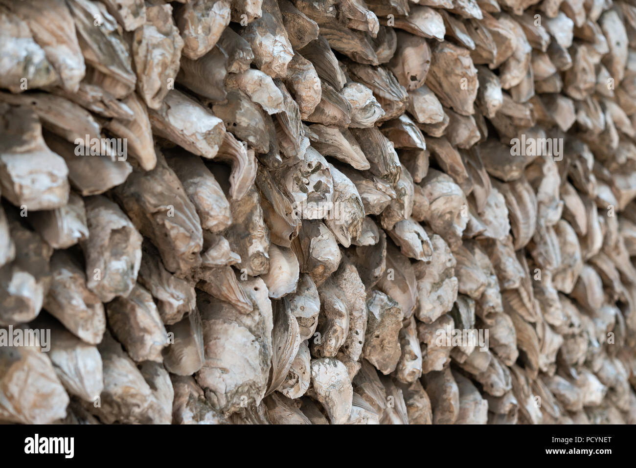 side view wall made of oyster shells as background and texture Stock ...