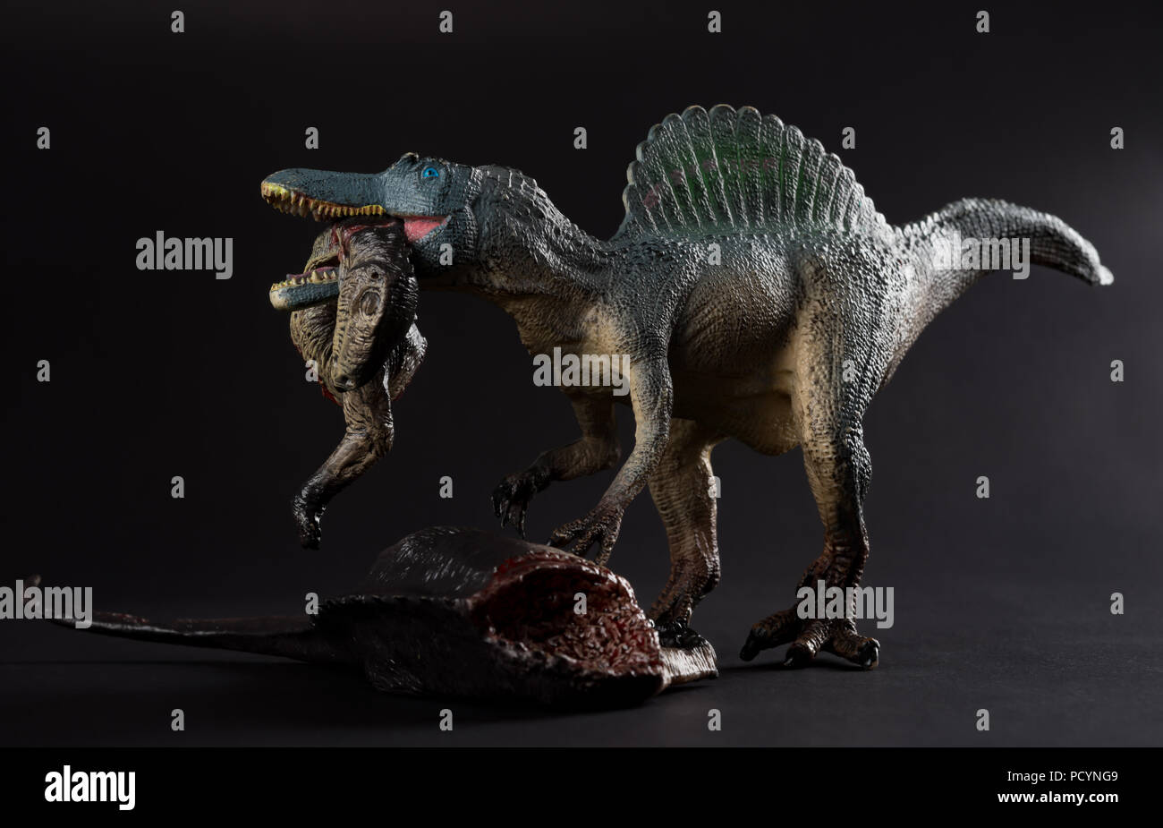 spinosaurus biting a dinosaur body on dark background close up Stock ...