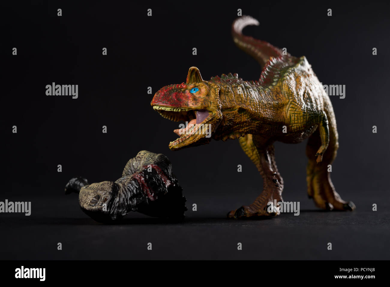 Carnotaurus with a dinosaur body nearby on dark background Stock Photo ...