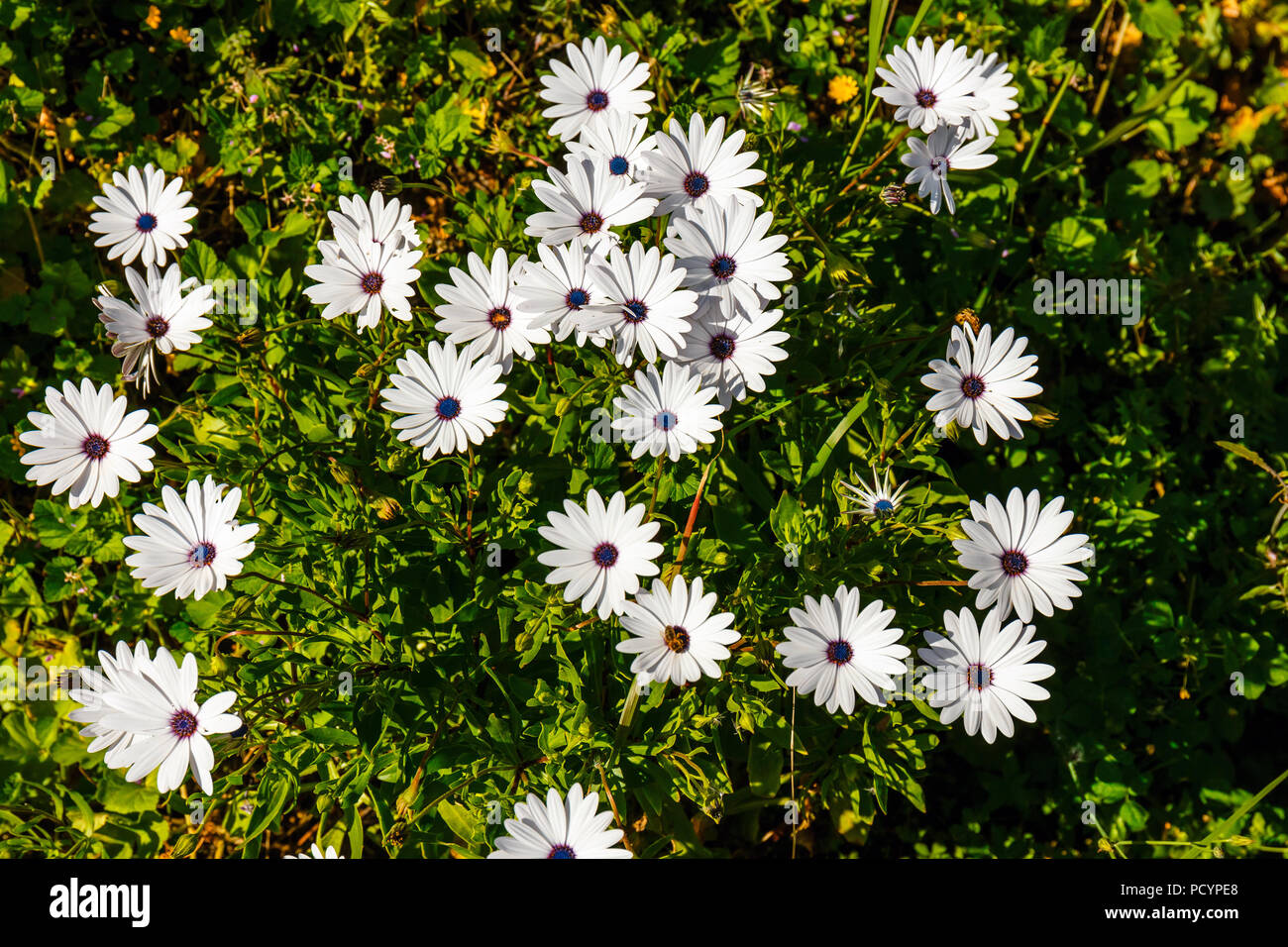 field of beautiful African daisy, natural background Stock Photo - Alamy