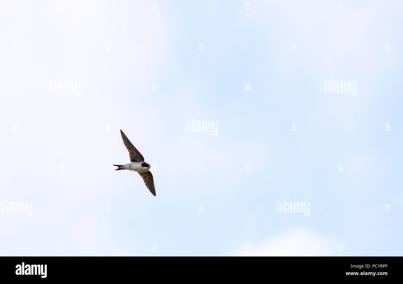 Swallow flying hi-res stock photography and images - Alamy