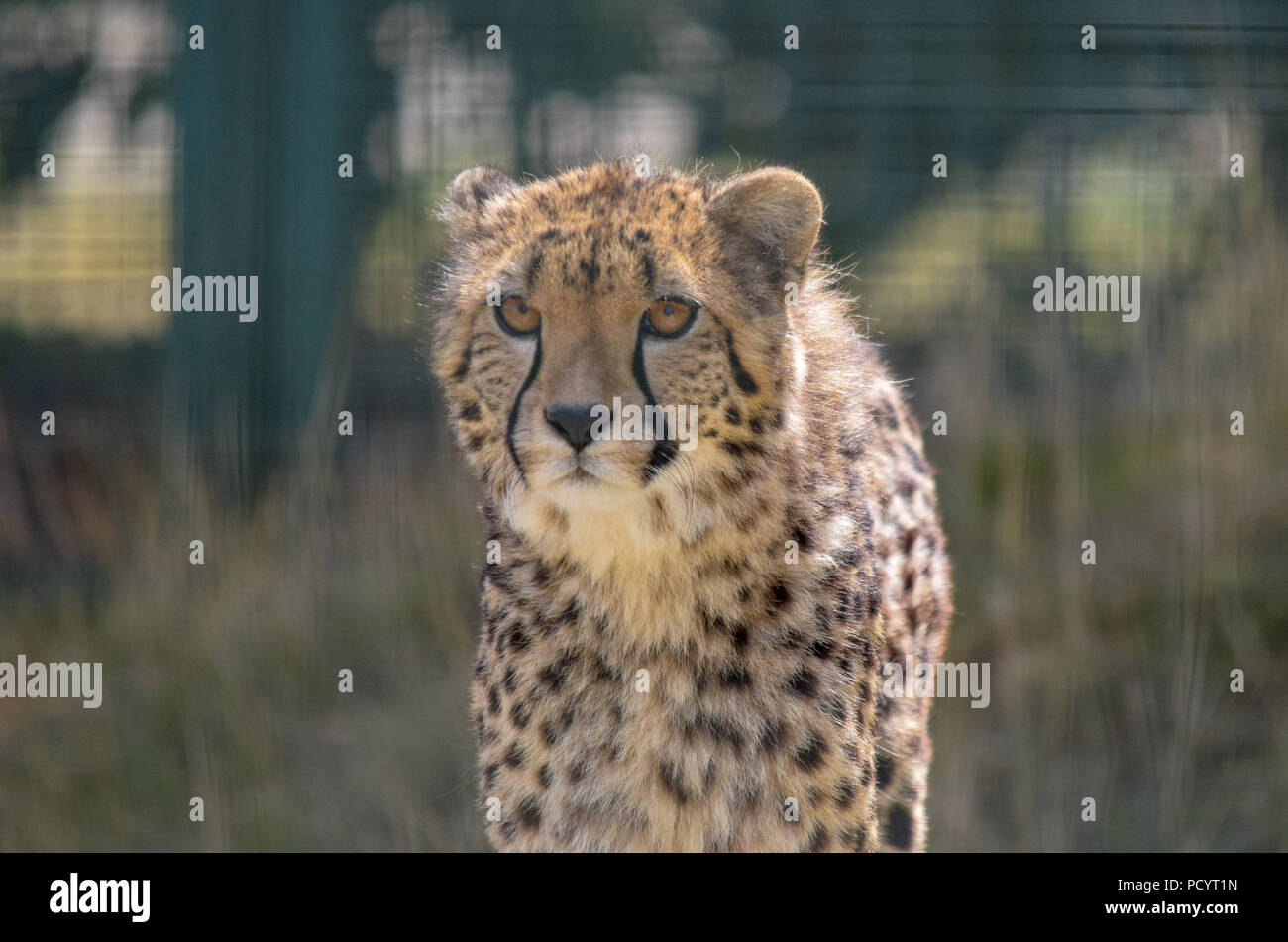Captive cheetah cat hi-res stock photography and images - Alamy