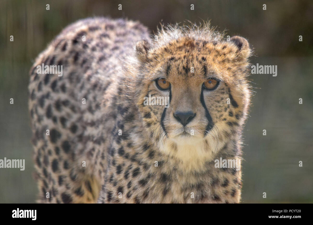 Captive cheetah cat hi-res stock photography and images - Alamy