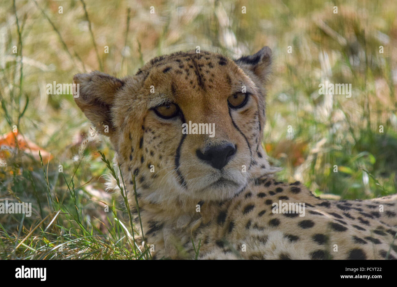 Cheetah laying down hi-res stock photography and images - Alamy