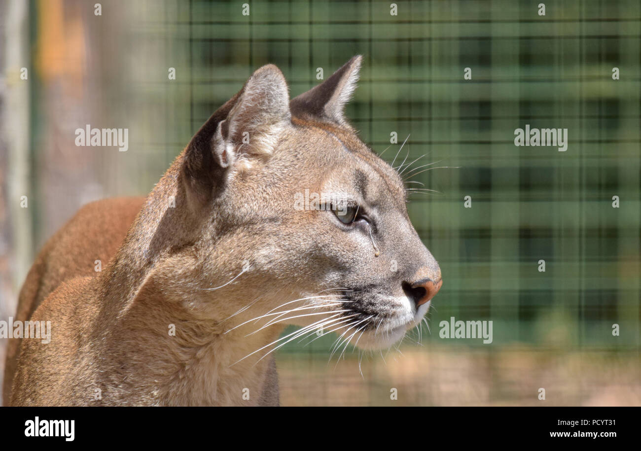 Puma face close up hi-res stock photography and images - Alamy