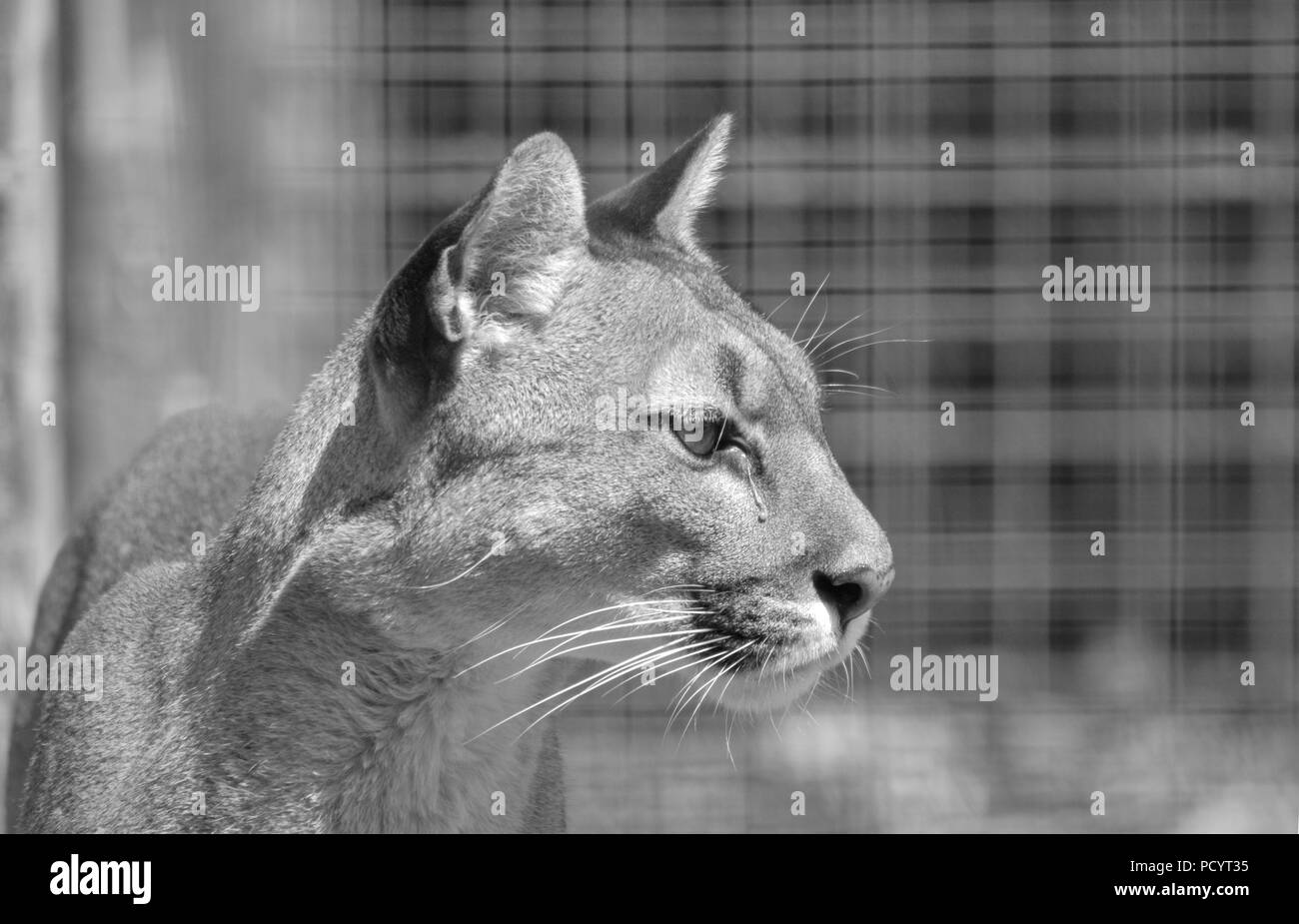Puma face hi-res stock photography and images - Alamy