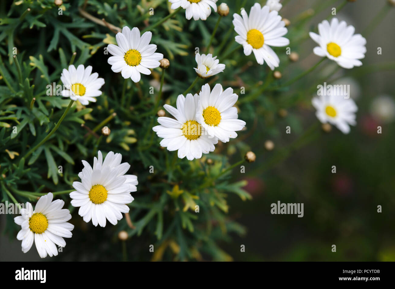 Shasta Daisies, Shasta Daisy Flowers (Leucanthemum × superbum) large ...