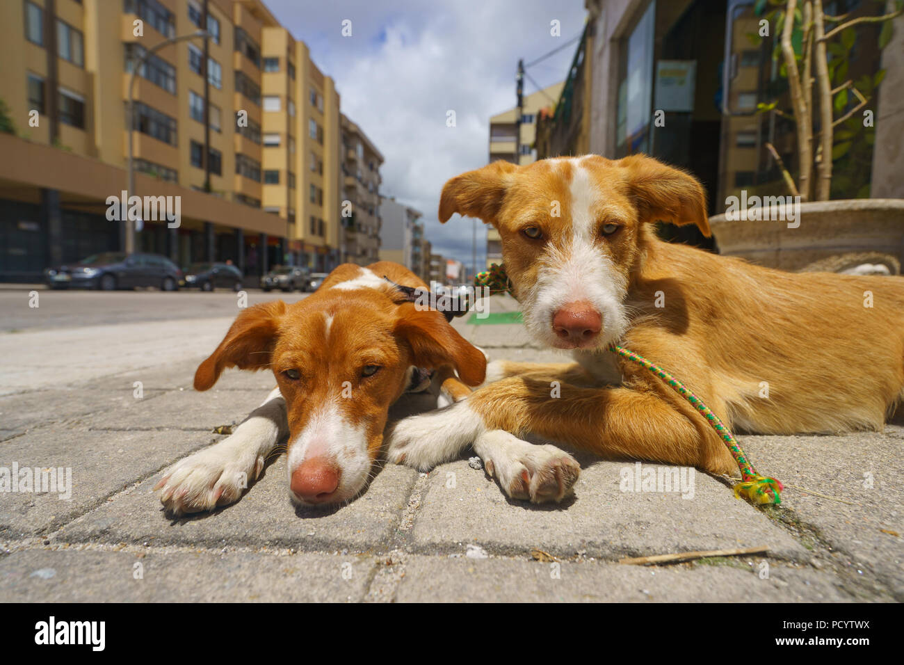 The couple of dogs at the street Stock Photo - Alamy