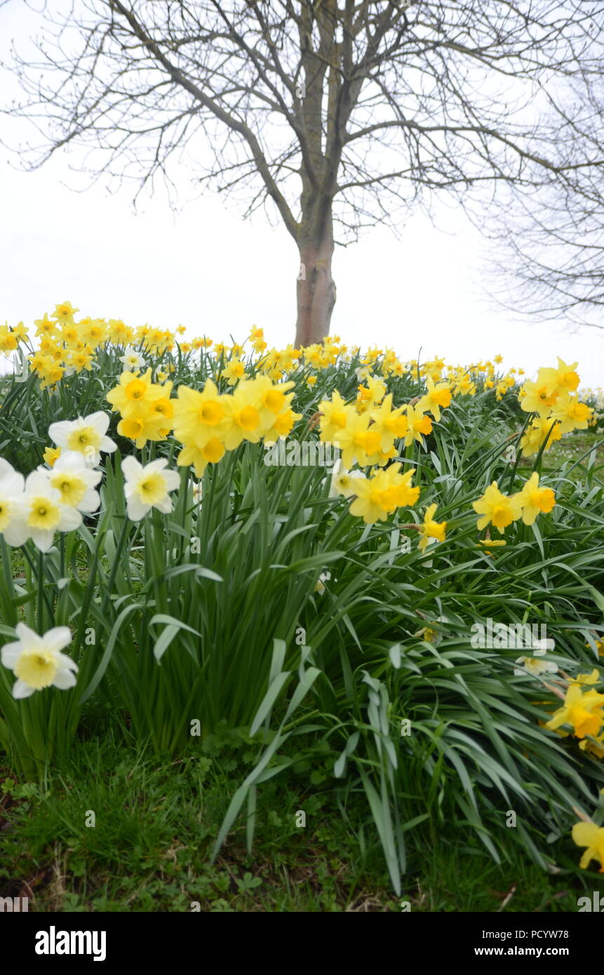 Roadside wild flowers hi-res stock photography and images - Alamy