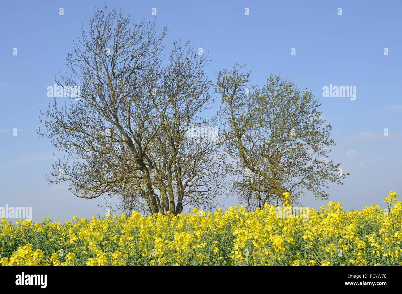 Rape seed field Stock Photo - Alamy