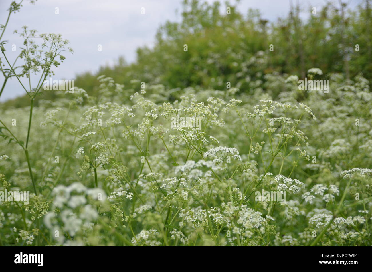 Roadside Weeds Stock Photos & Roadside Weeds Stock Images - Alamy