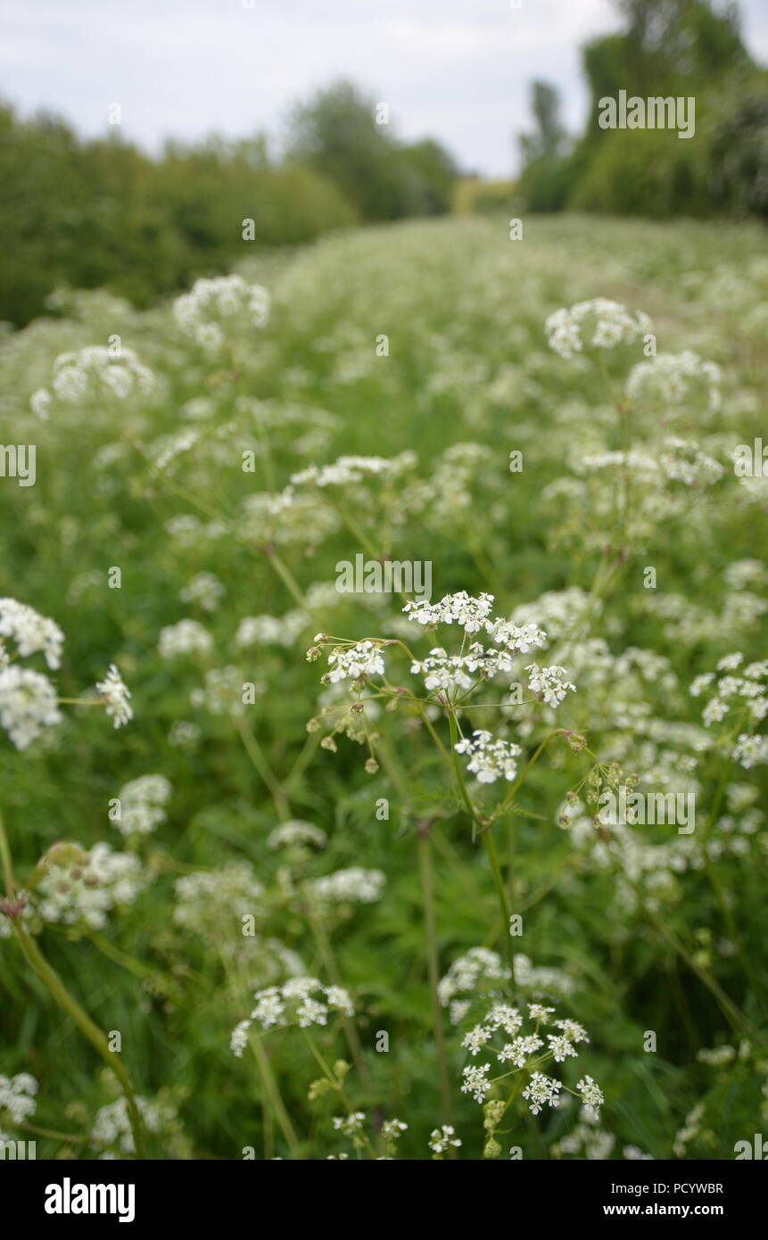 Roadside countryside hi-res stock photography and images - Alamy