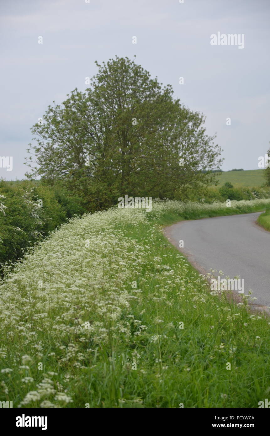 Plant of roadside verges hi-res stock photography and images - Alamy