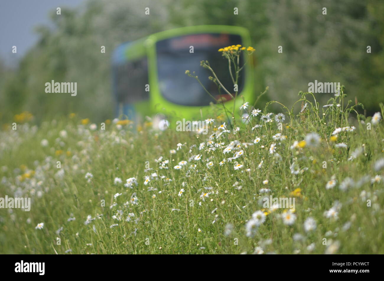 Roadside plants hi-res stock photography and images - Alamy