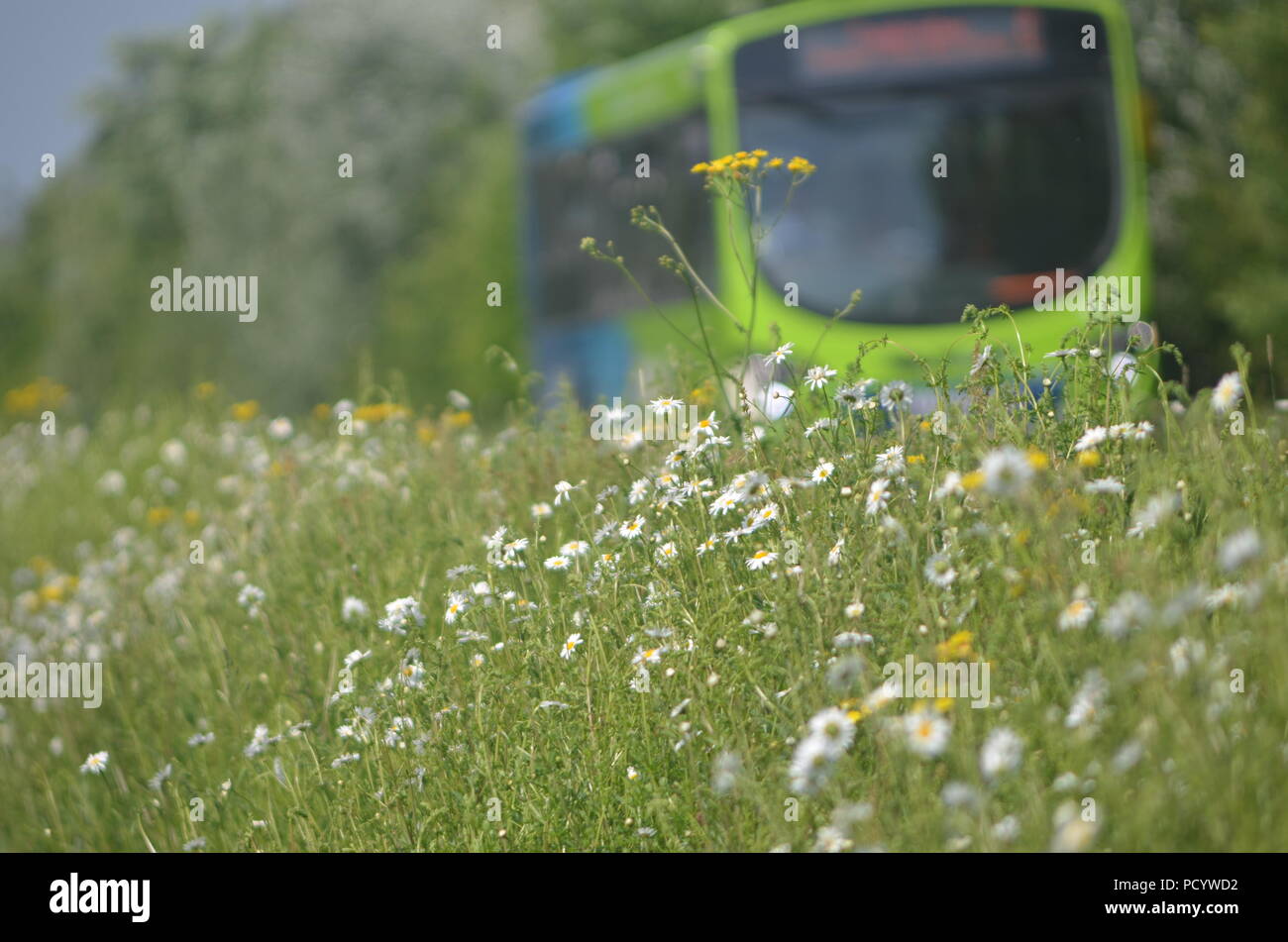 Roadside plants hi-res stock photography and images - Alamy