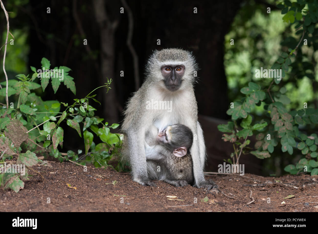 Cute baby silver monkey hugging its mother, wildlife, Africa Stock Photo - Alamy