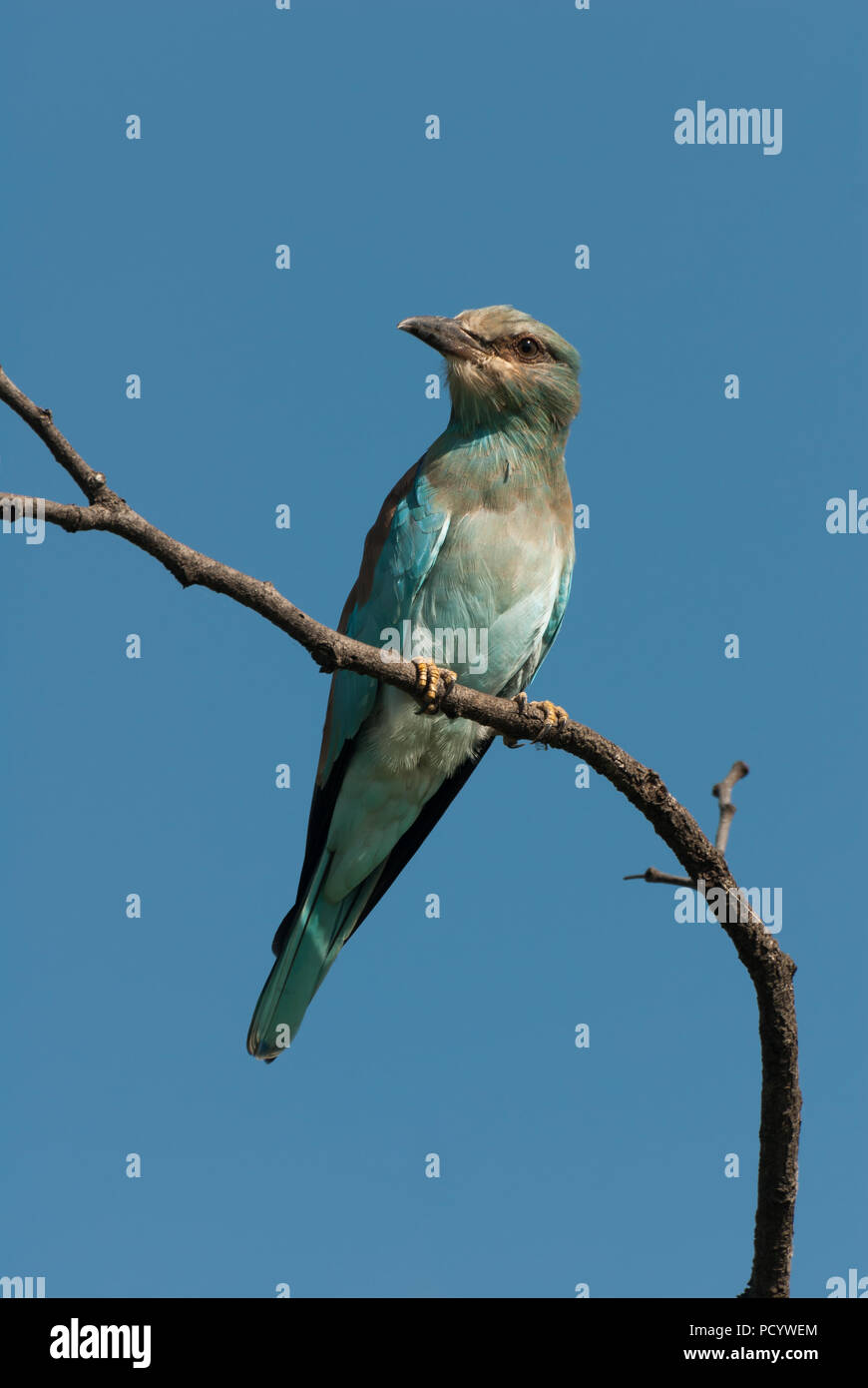 European roller bird hi-res stock photography and images - Alamy