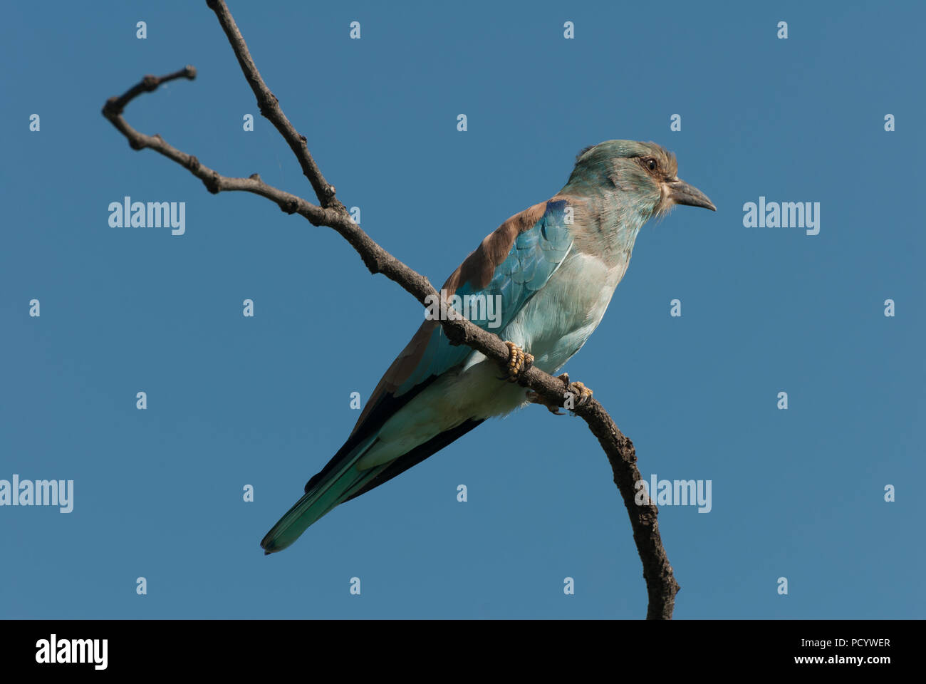 Bottom view of blue european roller bird, african blue sky, avian Stock ...