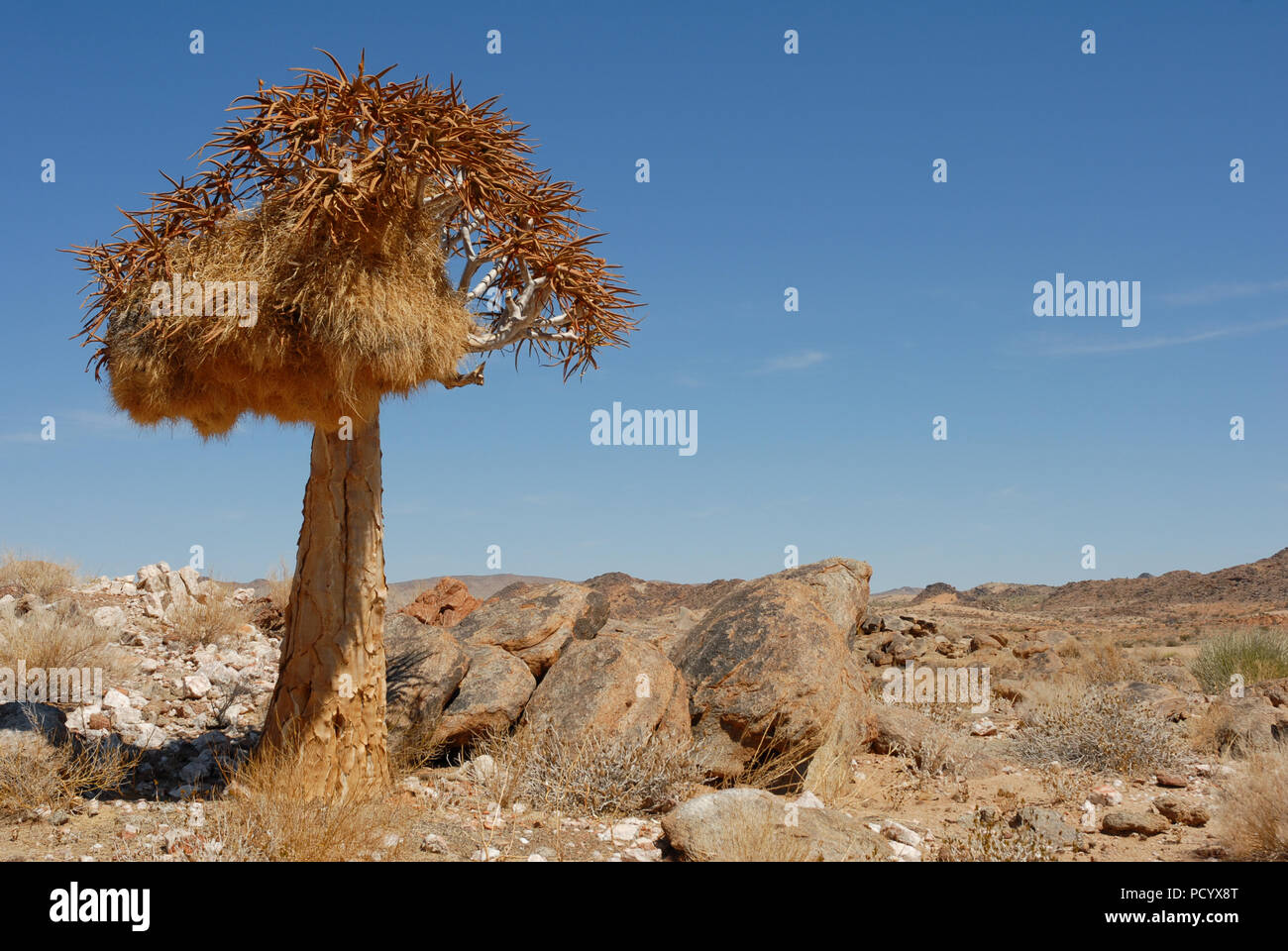 Koker hi-res stock photography and images - Alamy