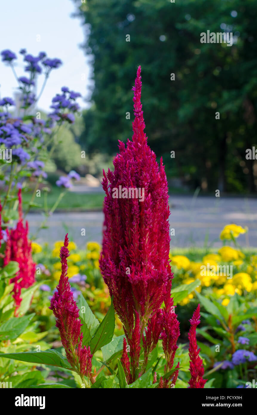 Yellow cockscomb hi-res stock photography and images - Alamy