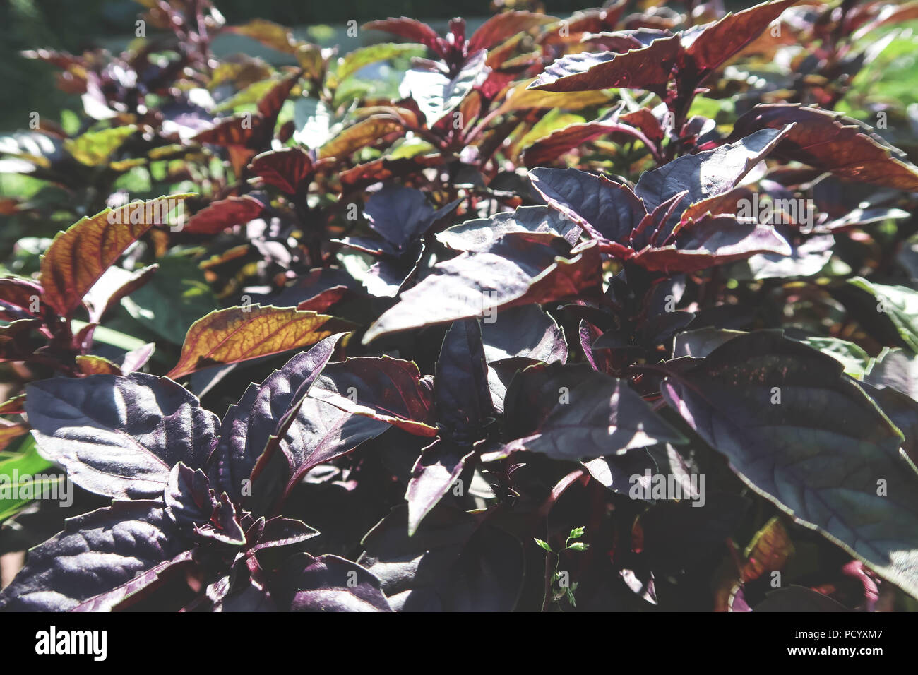 Fresh basil. Purple basil. Food background. A lot of basil Stock Photo ...