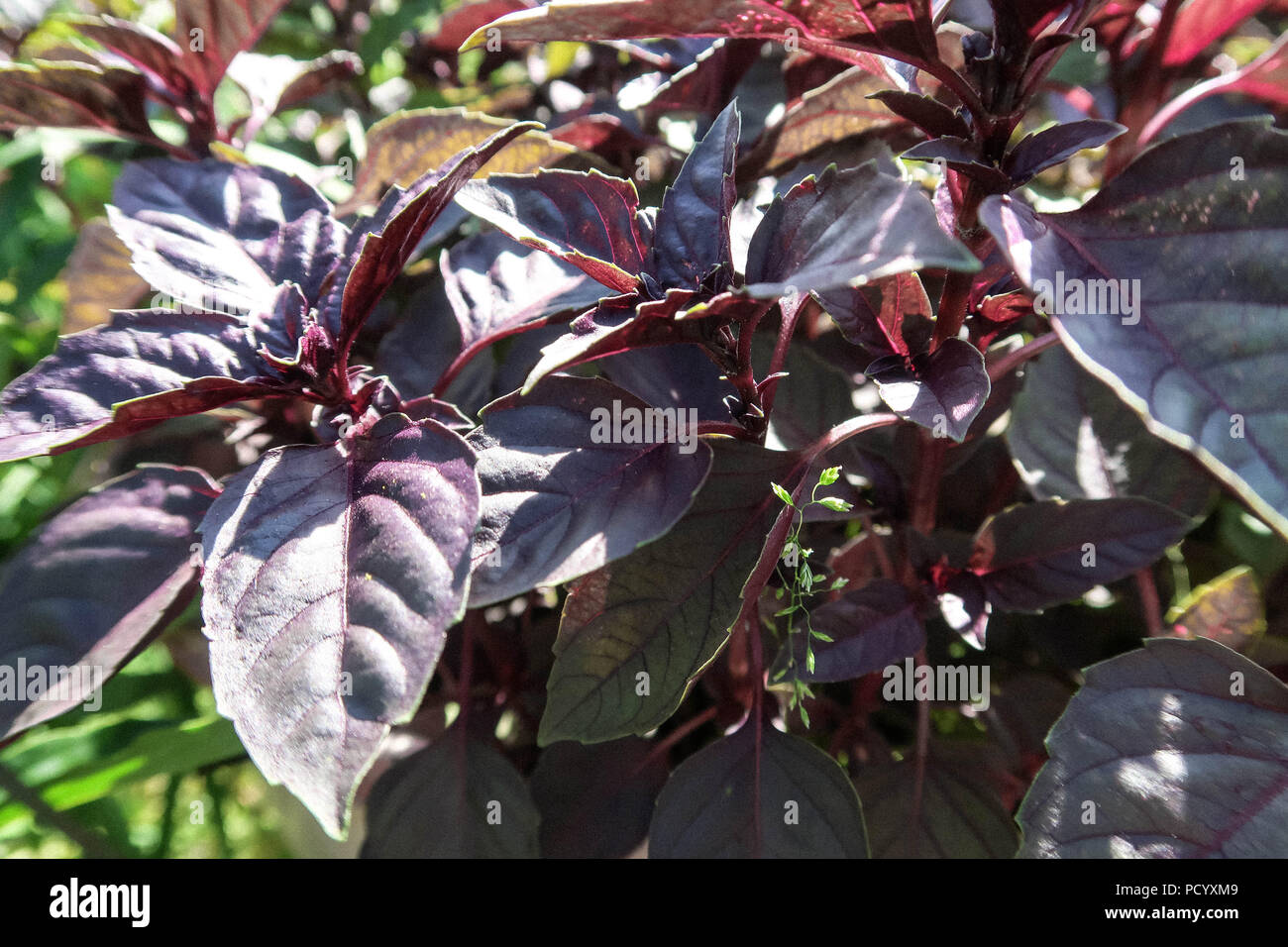 Fresh basil. Purple basil. Food background. A lot of basil Stock Photo ...