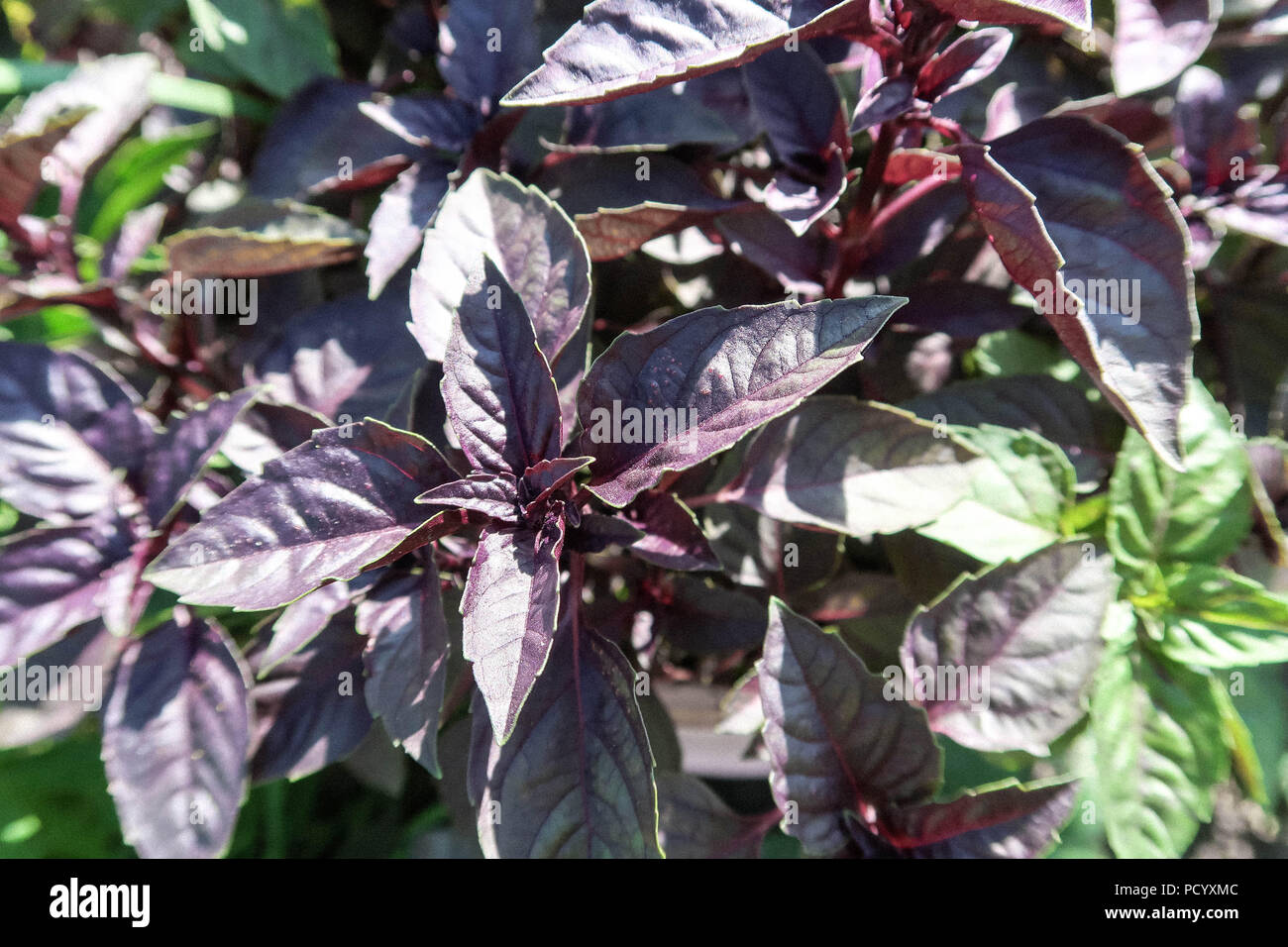 Fresh basil. Purple basil. Food background. A lot of basil Stock Photo ...