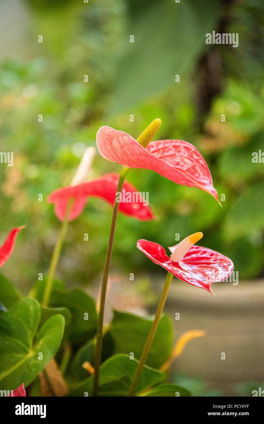 Red anthurium flowers hi-res stock photography and images - Alamy