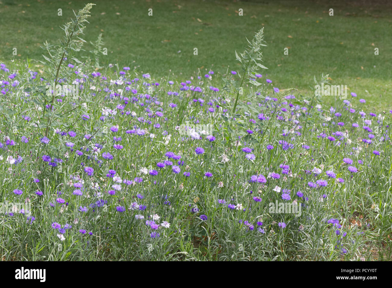 For planting a wildflower meadow hi-res stock photography and images ...