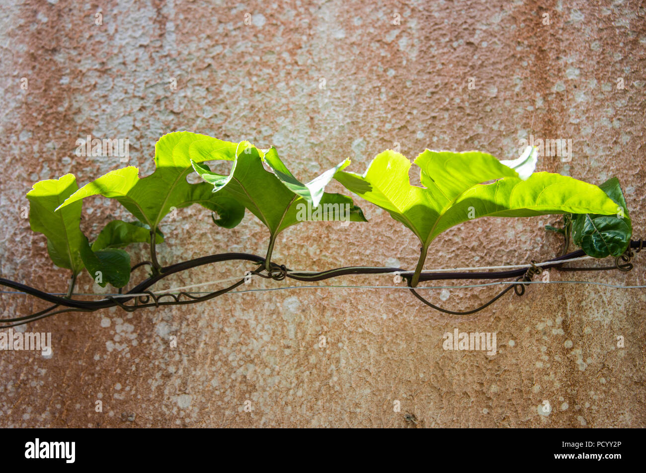 A passion vine being trained along a wire fixed to a wall Stock Photo ...