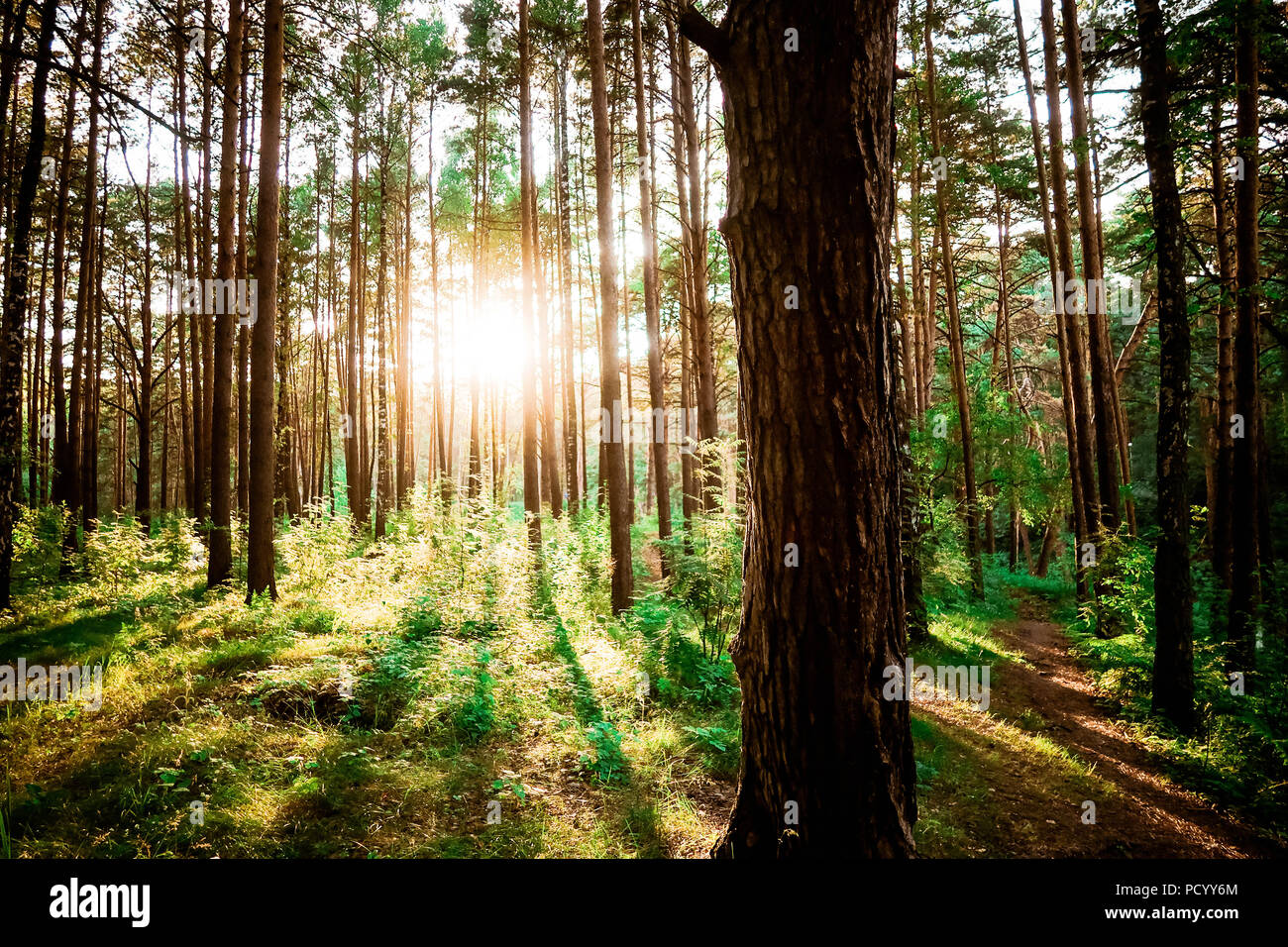 Wooded forest trees backlit by golden sunlight before sunset with sun ...