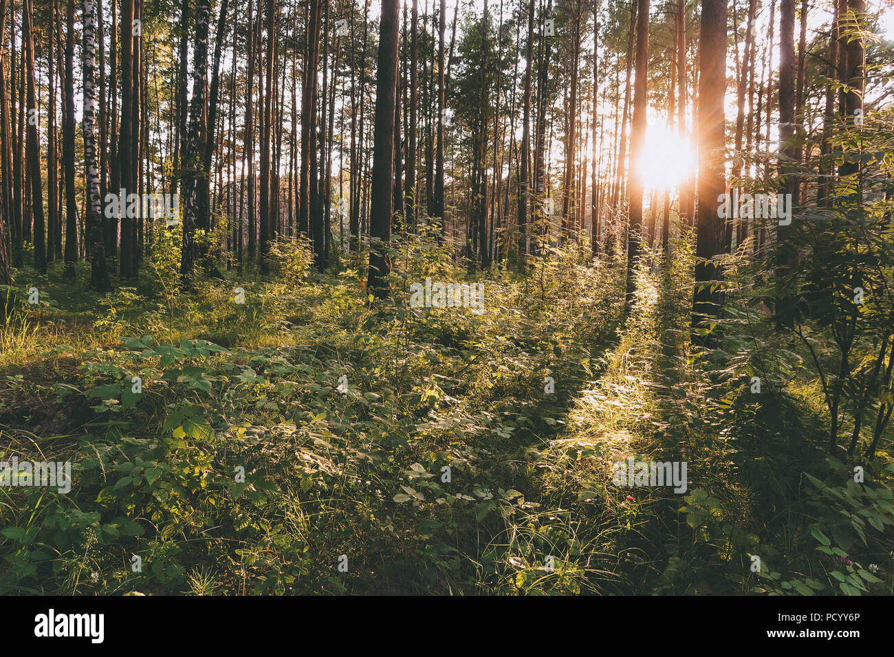 Wooded forest trees backlit by golden sunlight before sunset with sun ...